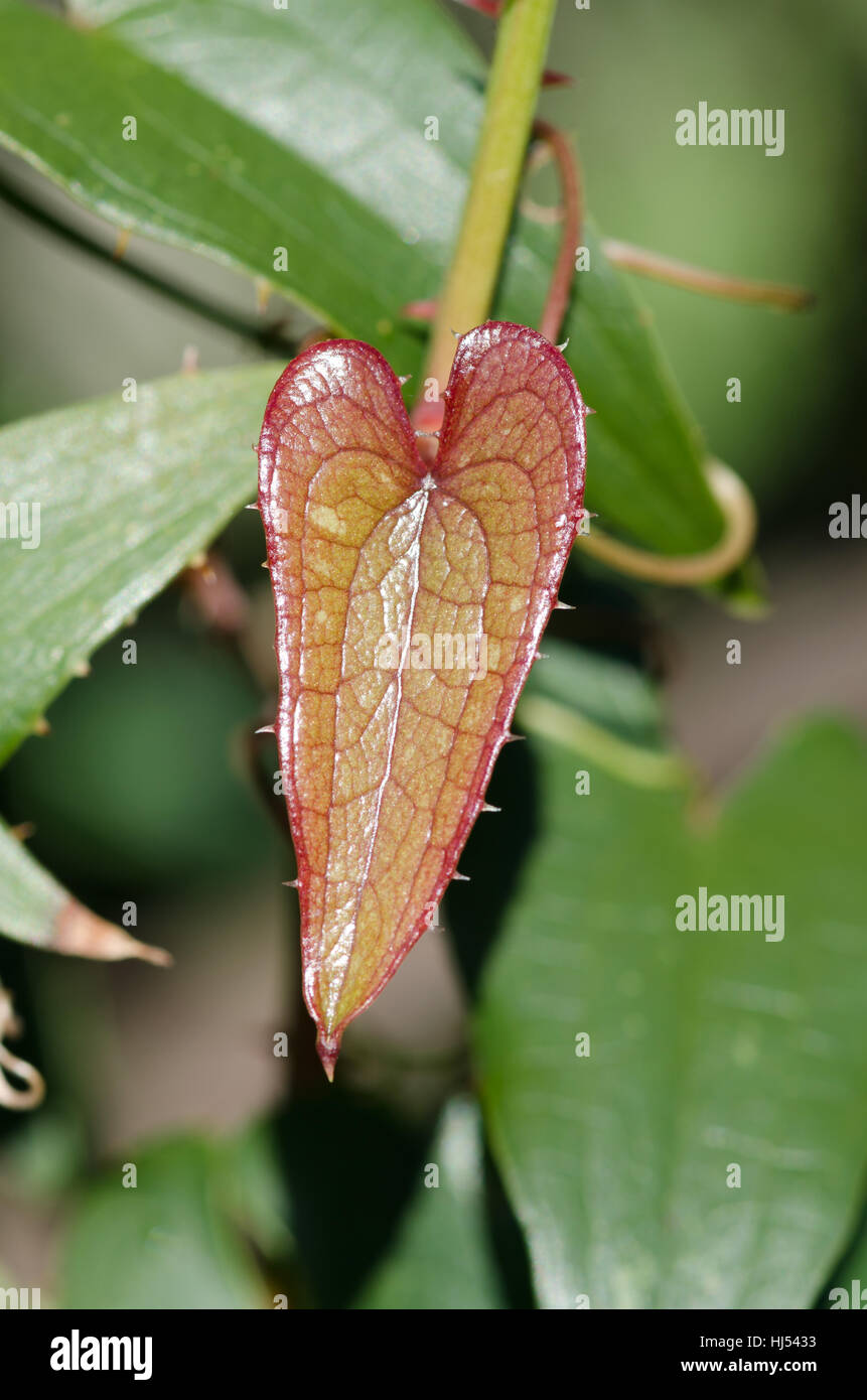 leaf, winter, flora, heart, nature, plant, leaf, environment ...