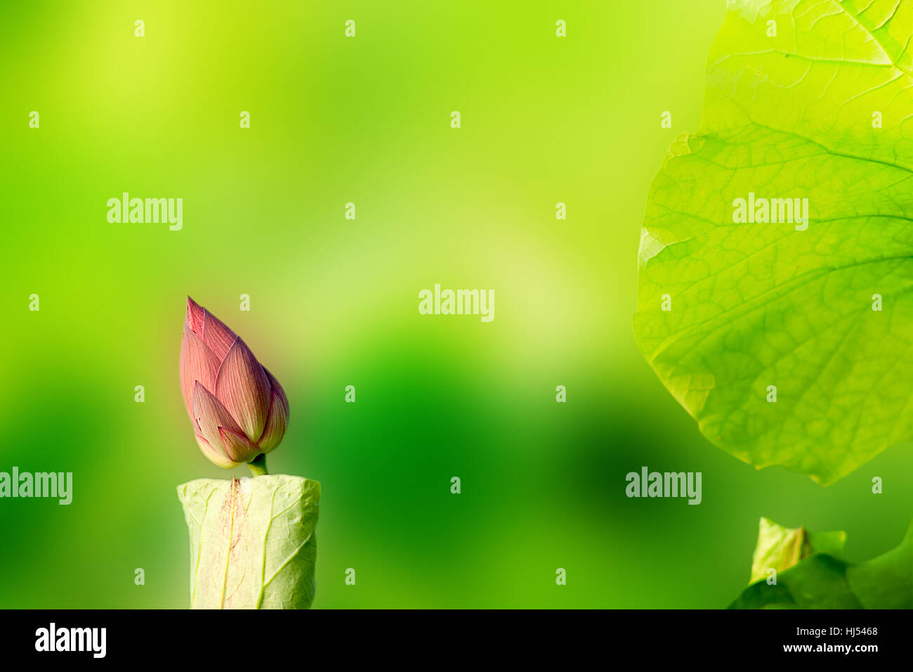 flower,plant,lotus,lotus flower,pink,nature,lotus blossom,lotus ...