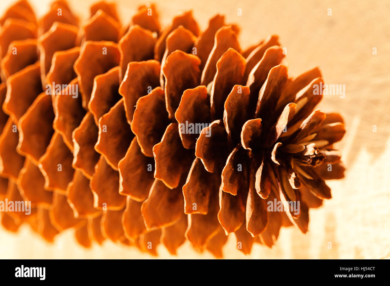 type of pine cones on a wooden base, note shallow depth of field Stock ...