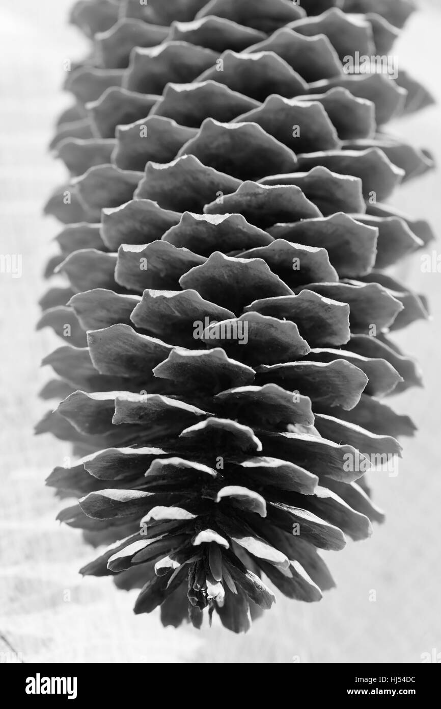 Pine cone on a tree Black and White Stock Photos & Images - Alamy