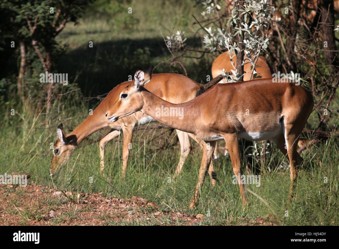 kenya, cow, kenya, cow, impala, schwarzfersenantilope, aepyceros ...