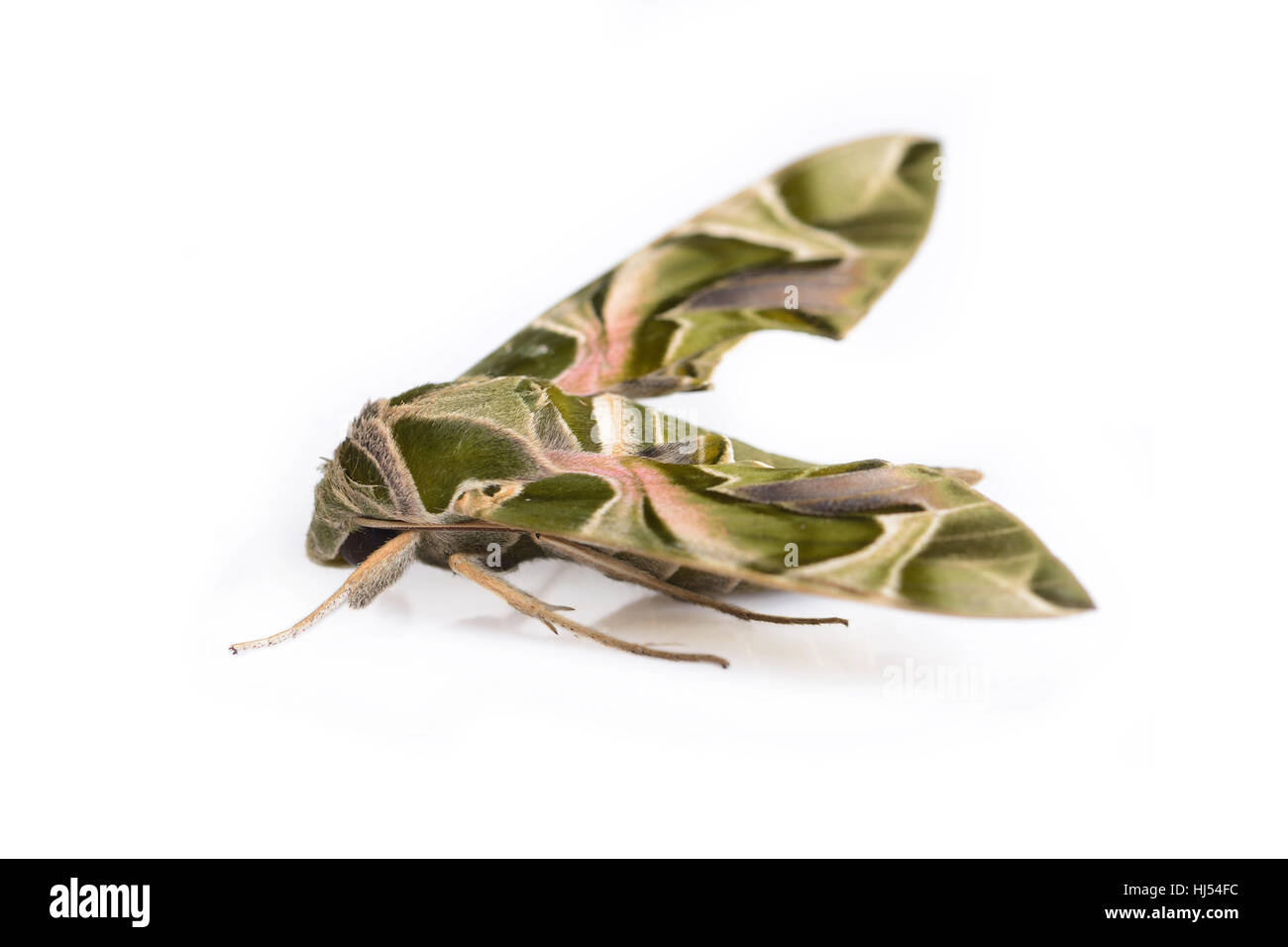 Night butterfly hi-res stock photography and images - Alamy