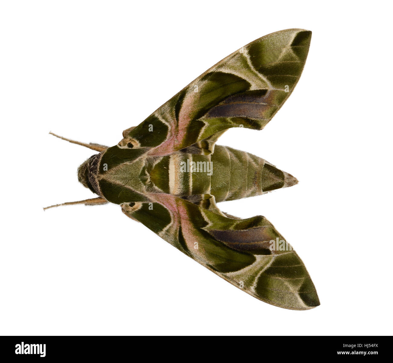 Night butterfly hi-res stock photography and images - Alamy