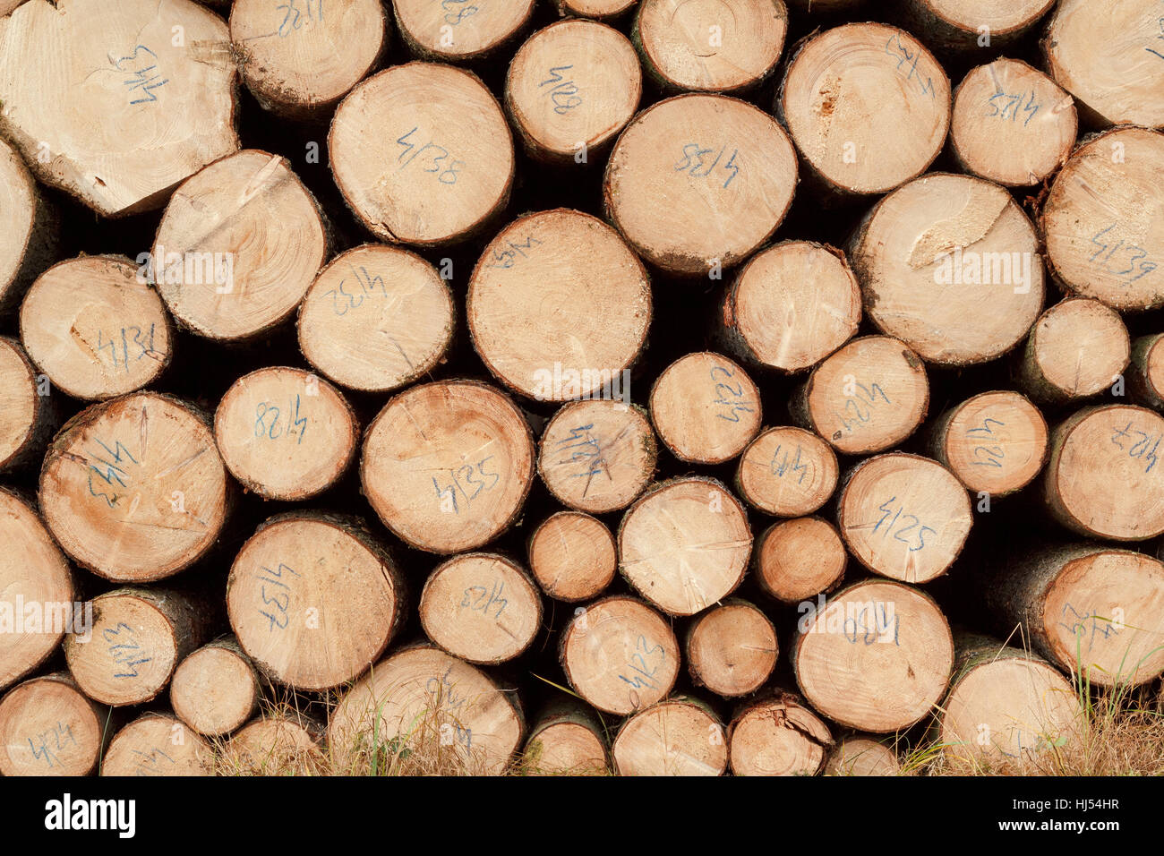 wood, trunk, timber, wooden, logs, heap, pile, ring, objects, detail ...