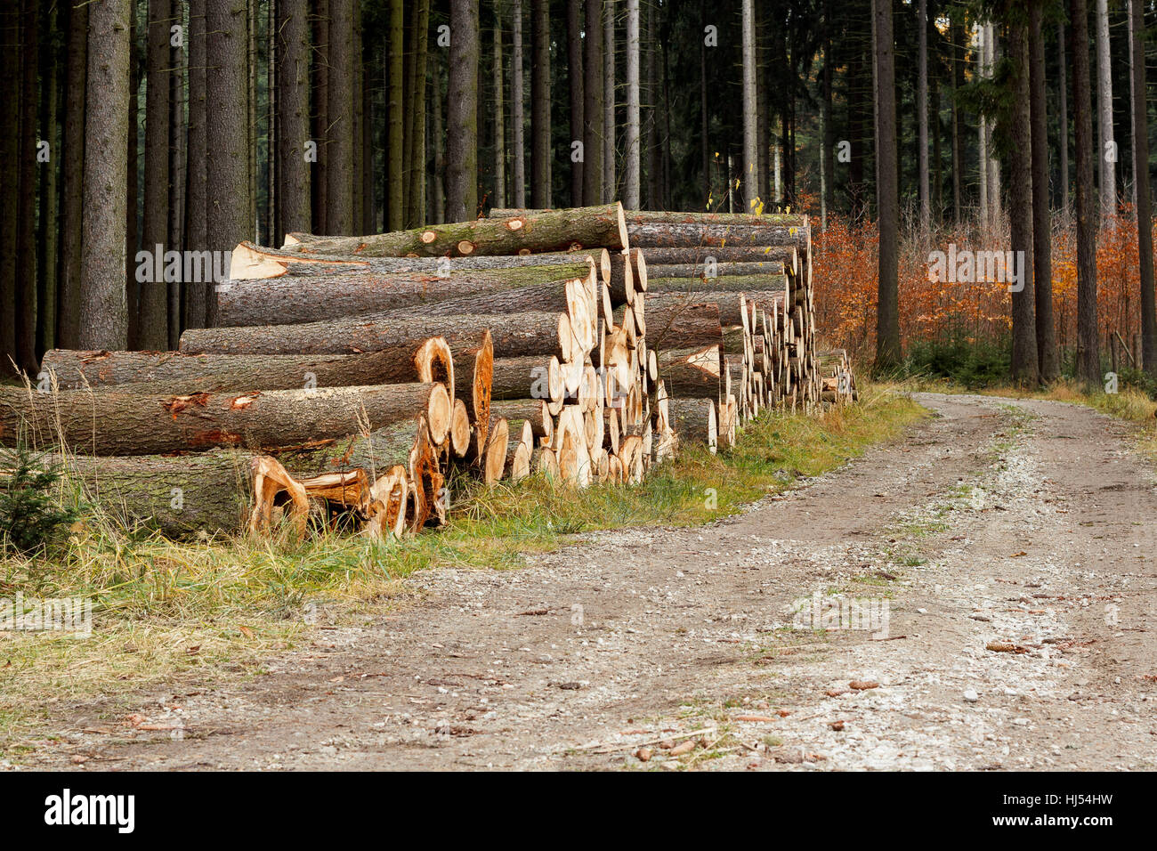 wood, trunk, timber, wooden, logs, heap, pile, ring, objects, detail ...
