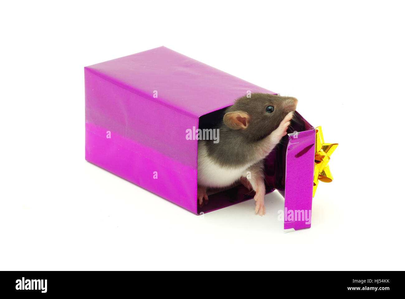funny rat in box isolated on white background Stock Photo - Alamy