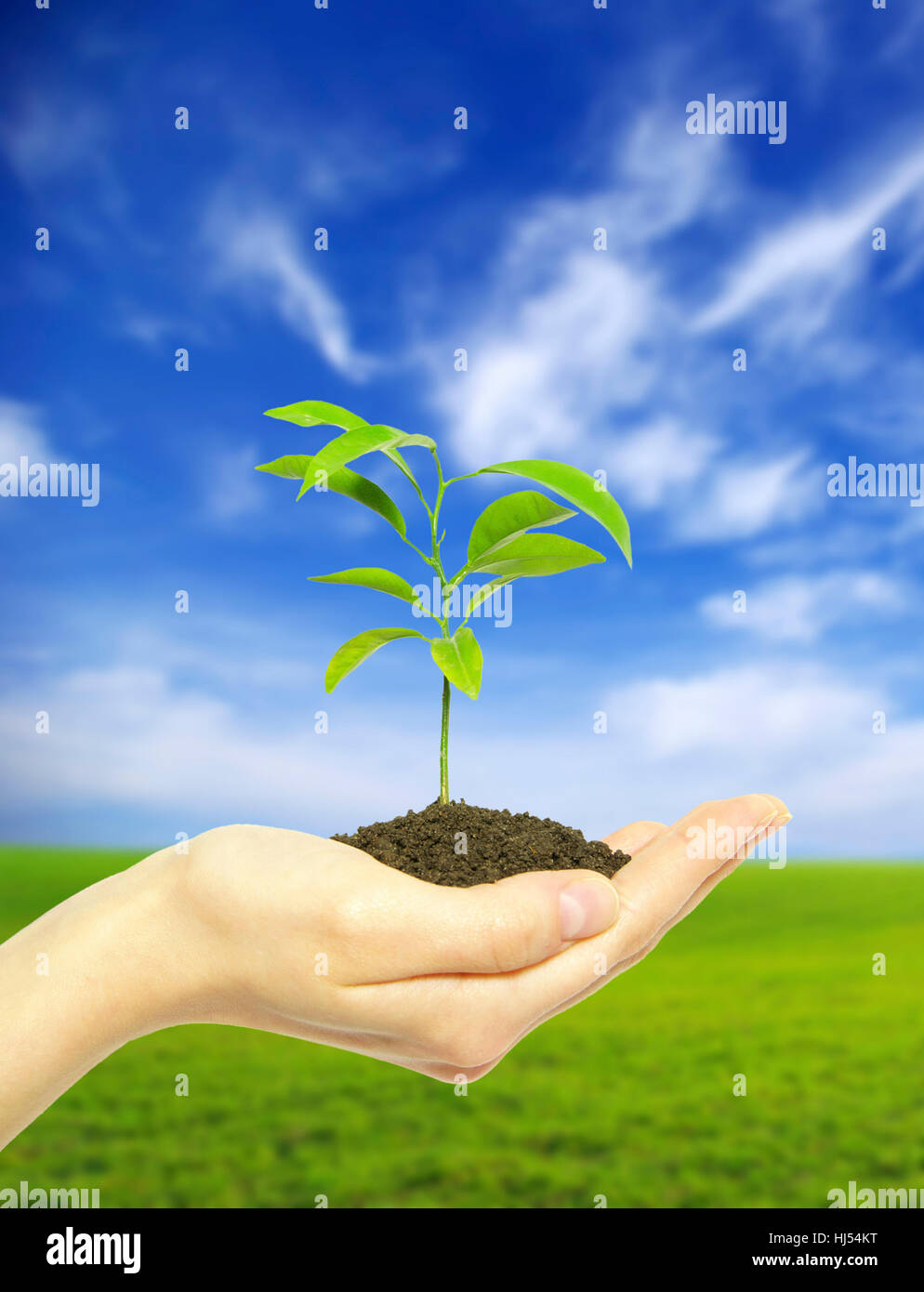 Hands holding sapling in soil on field Stock Photo - Alamy