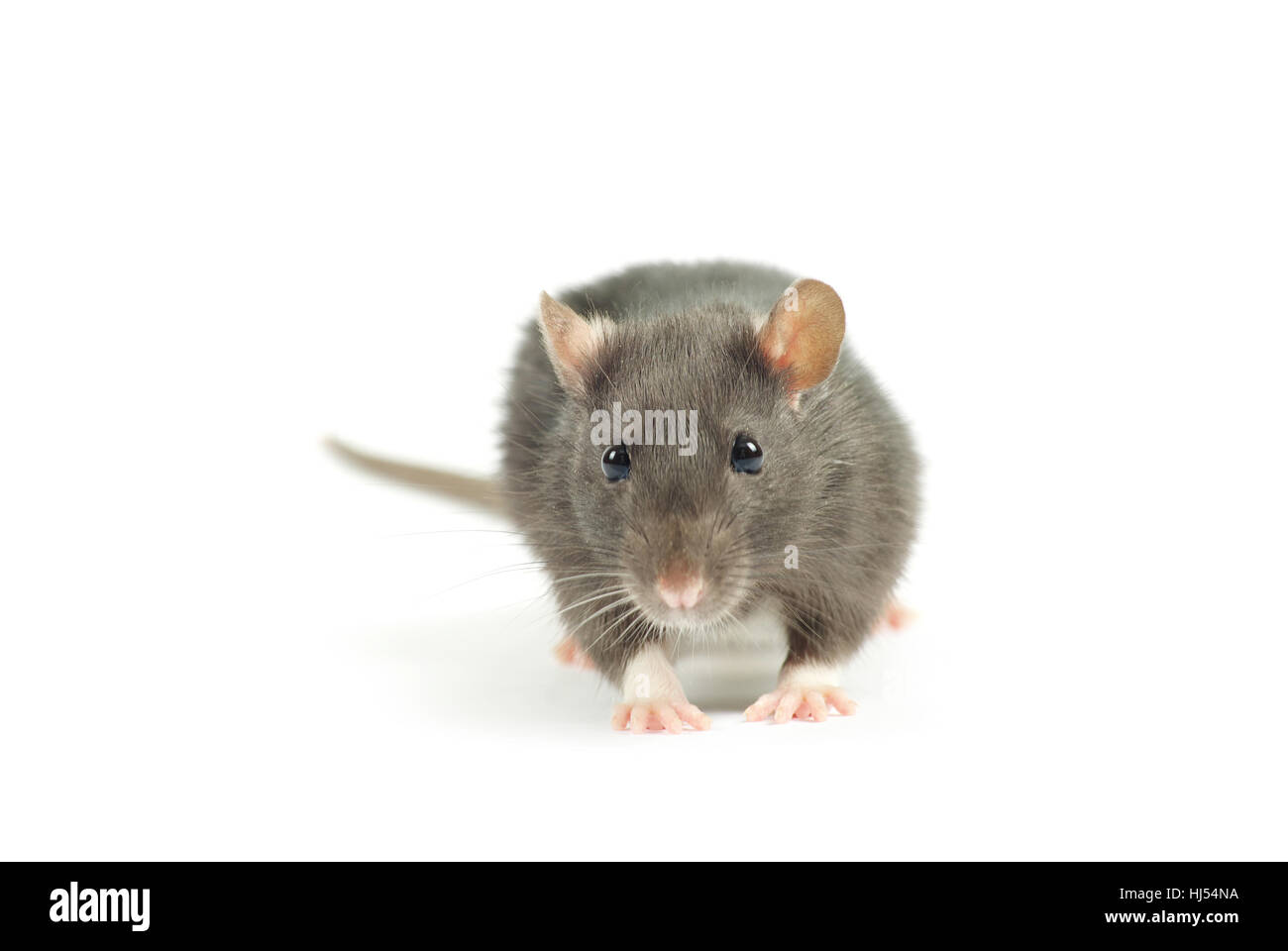 isolated, closeup, animal, mammal, pets, rodent, fur, hairy, shy, nose ...