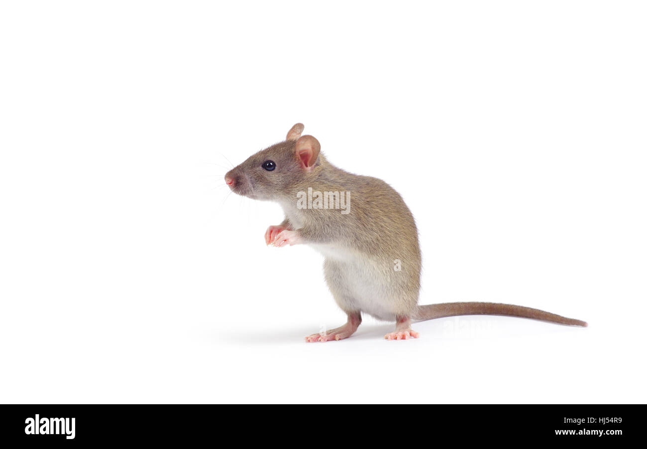 isolated, closeup, animal, mammal, pets, rodent, fur, hairy, shy, nose ...