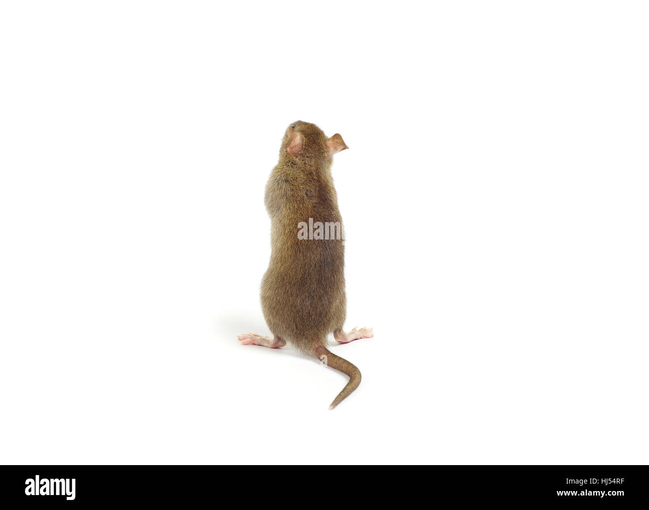 isolated, closeup, animal, mammal, pets, rodent, fur, hairy, shy, nose ...