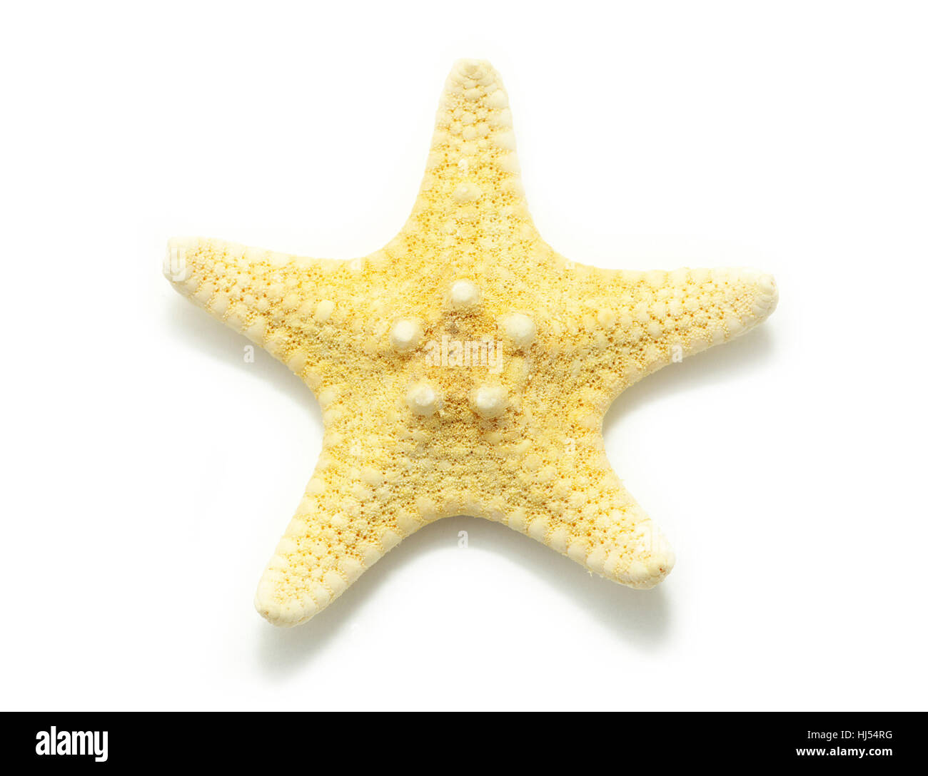 Starfish isolated on white background Stock Photo - Alamy