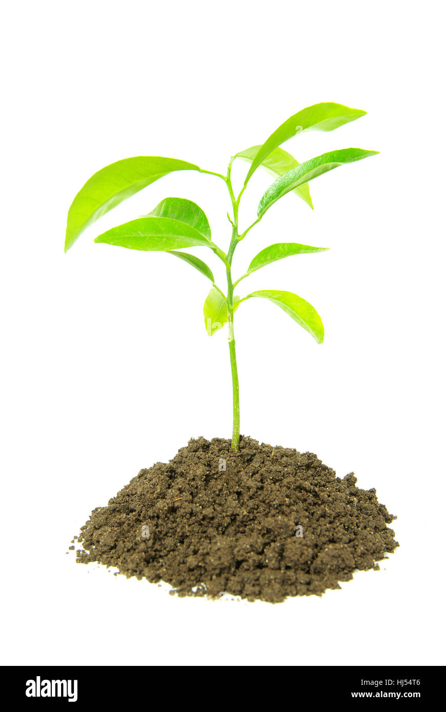 Little green plant isolated on white background Stock Photo - Alamy