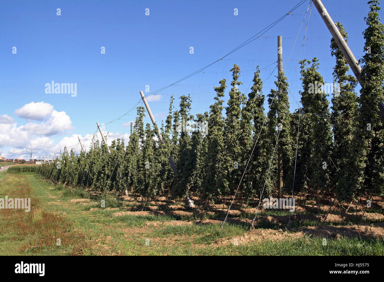 agriculture, farming, beer, hop, brewing, green, agriculture, farming ...
