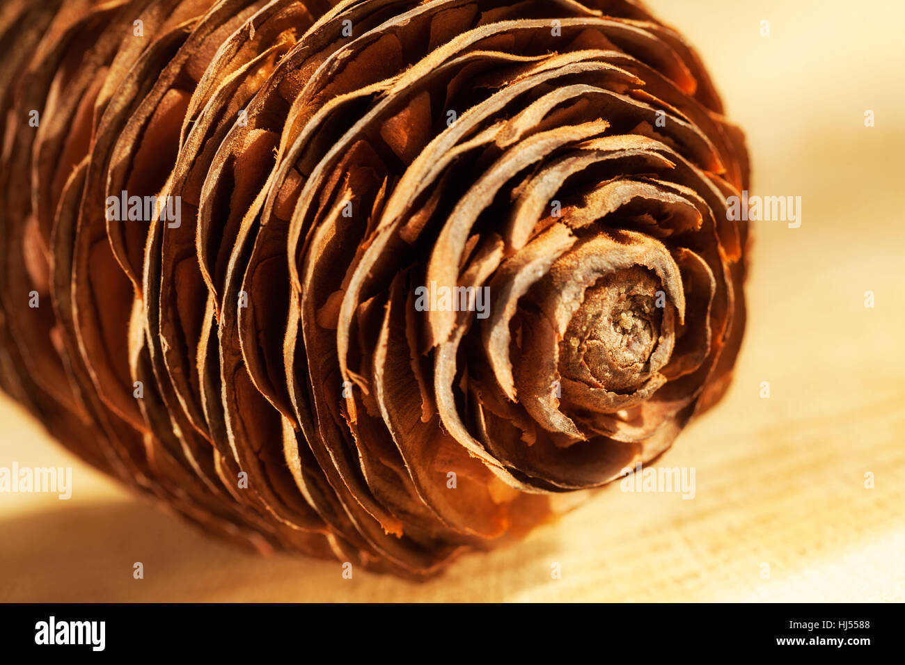 pinecone on a wooden table, note shallow depth of field Stock Photo - Alamy