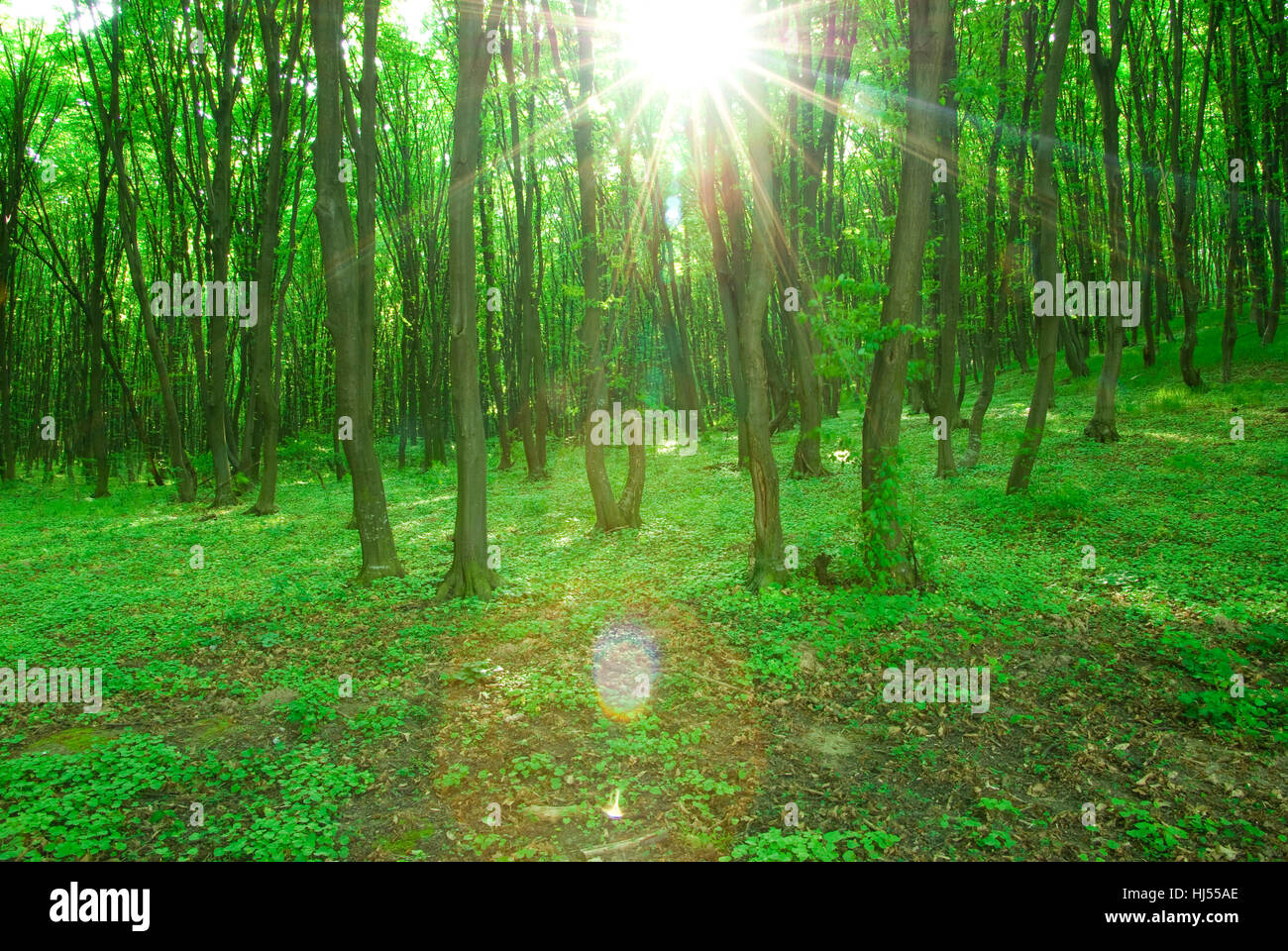 religious, tree, trees, sunbeams, sunlight, magnificence, woods, luxury ...