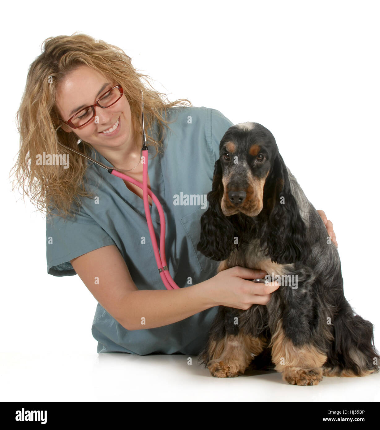 English cocker spaniel blonde hi-res stock photography and images - Alamy