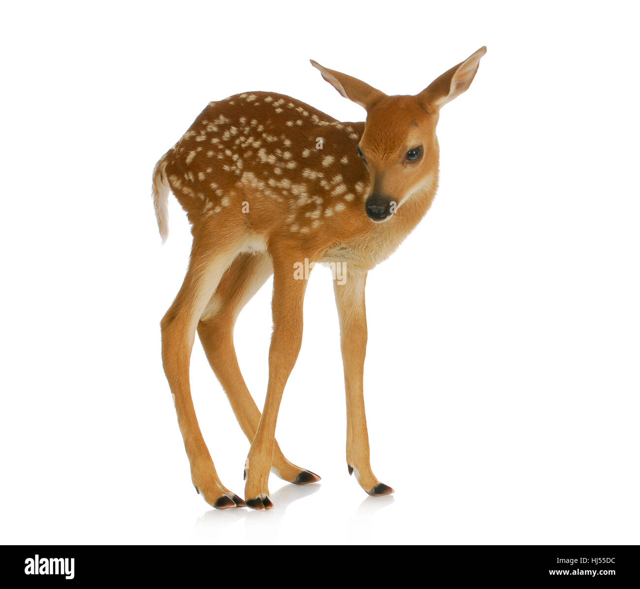 White Tailed Deer Fawn Standing