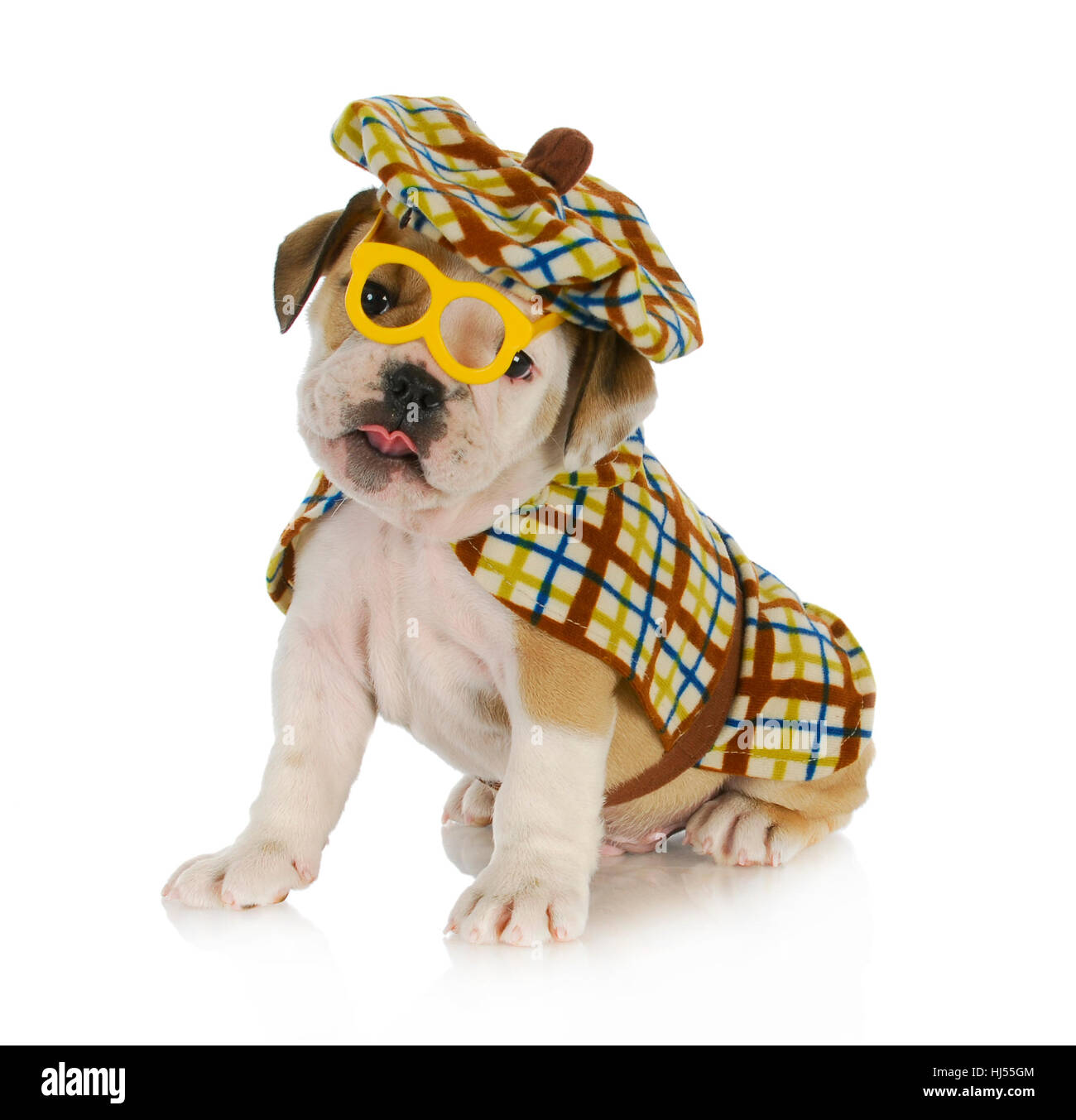 puppy detective - english bulldog puppy dressed up like a detective on ...