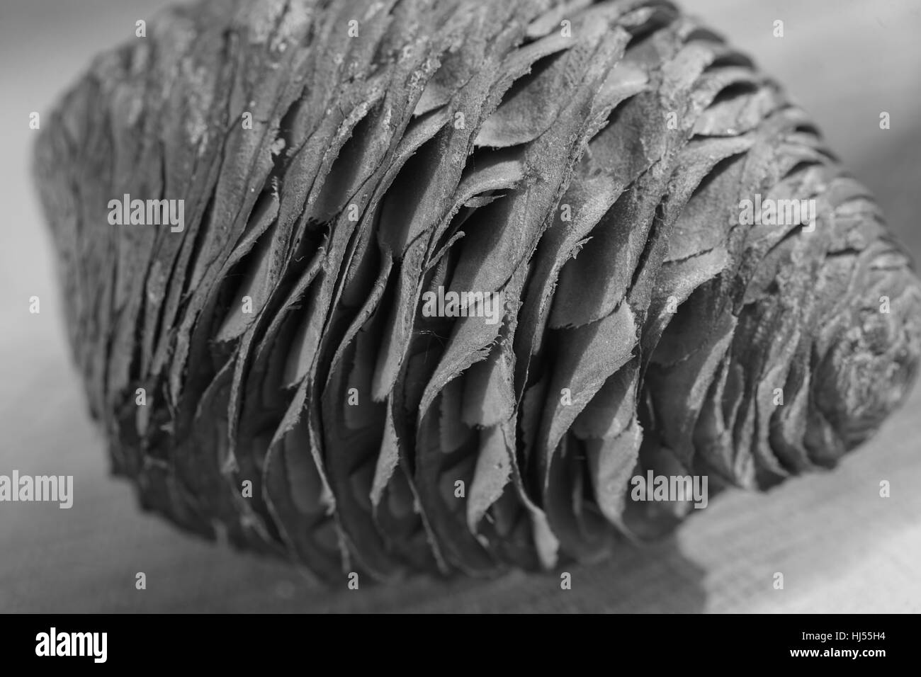 Pine cone pinecone decoration Black and White Stock Photos & Images - Alamy