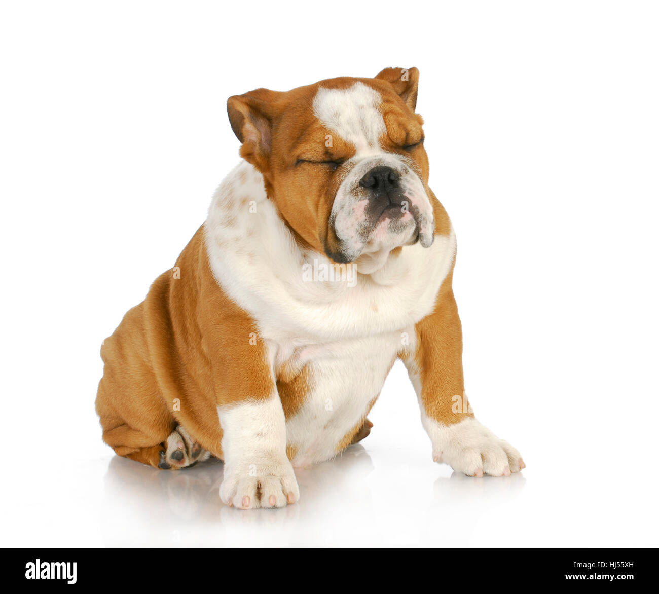 humans, human beings, people, folk, persons, human, human being ...