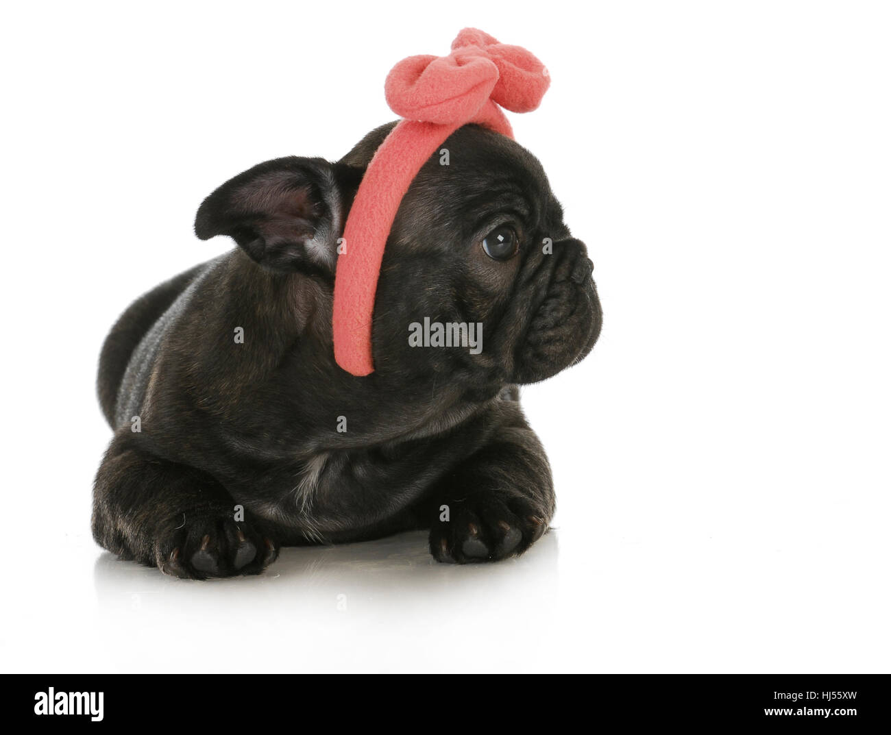 isolated, comic, female, bull, face, reflection, dog, silly, puppy ...