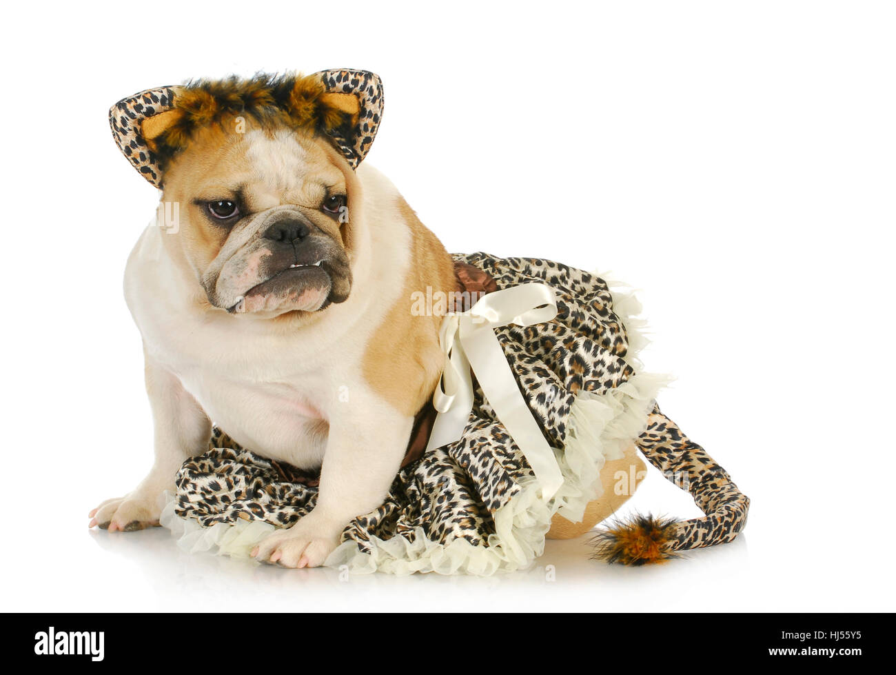 Black dog profile closeup Cut Out Stock Images & Pictures - Alamy