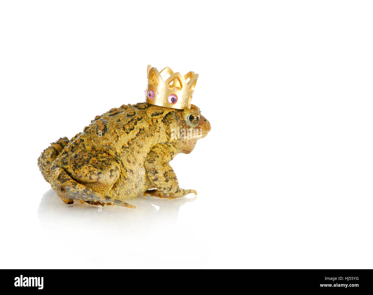toad prince - toad wearing a gold jewelled crown on white background ...