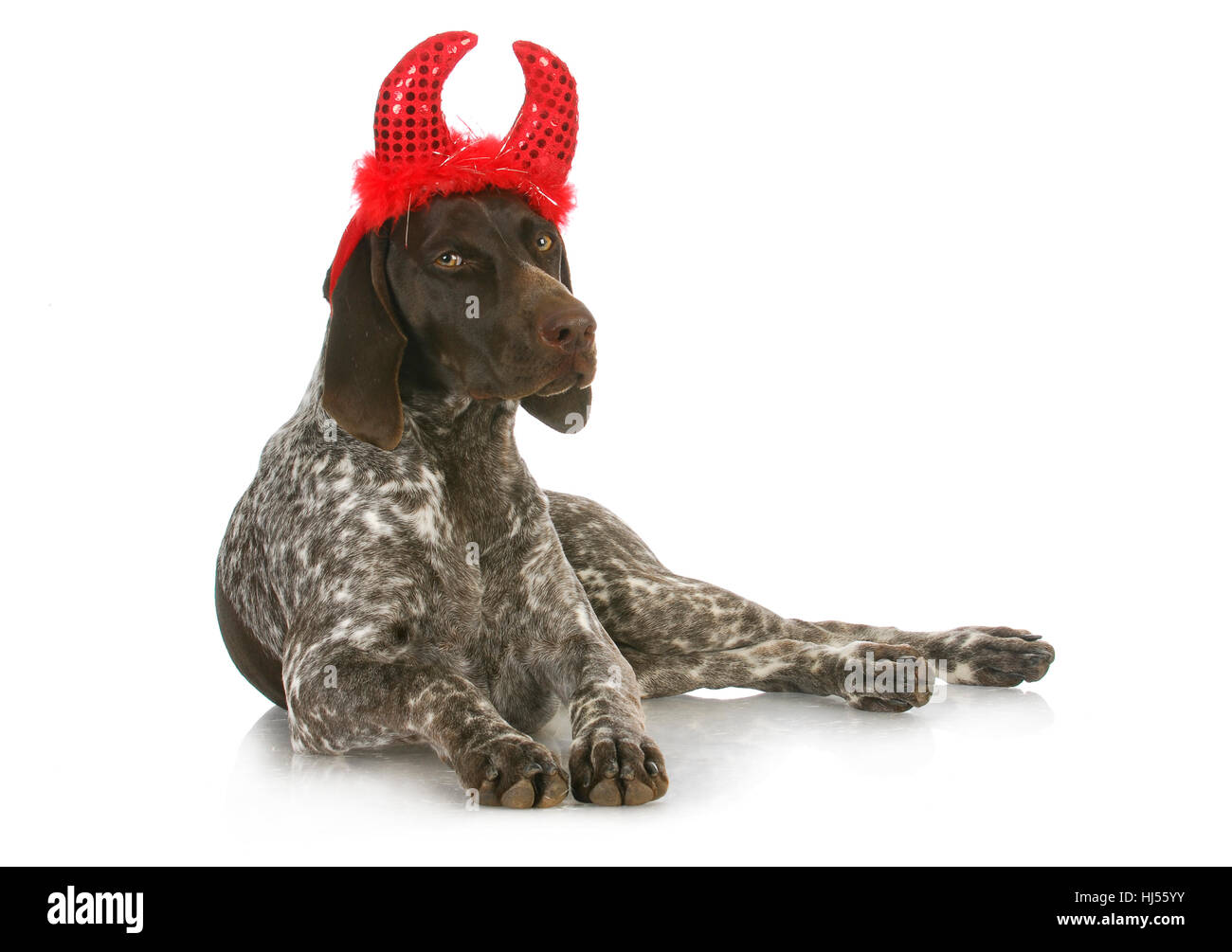 isolated, model, design, project, concept, plan, draft, animal, pet ...