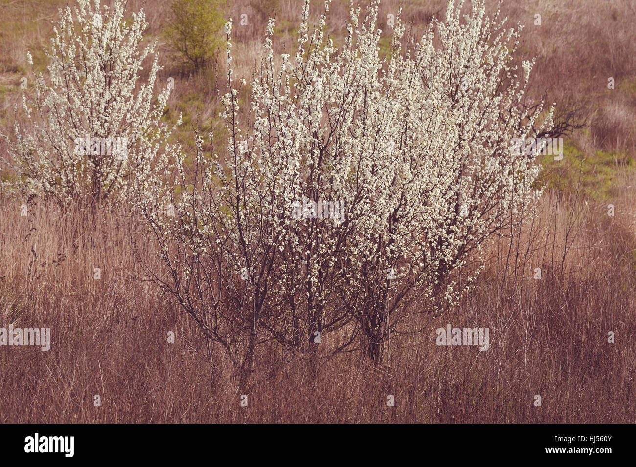 low trees with white flowers in autumn, note shallow dept of field ...