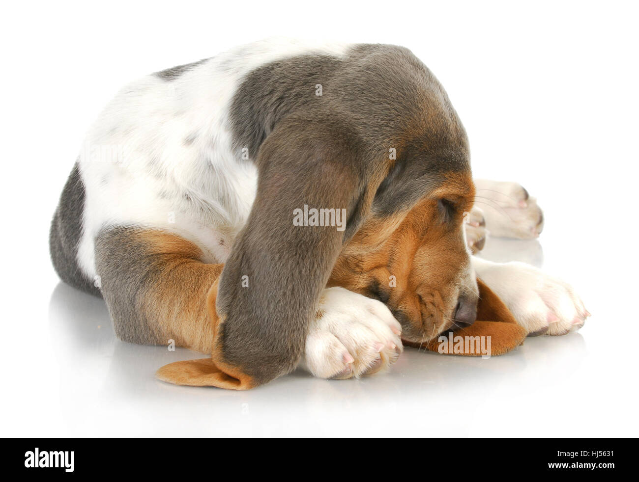 isolated, animal, pet, mammal, portrait, eyes, small, tiny, little ...