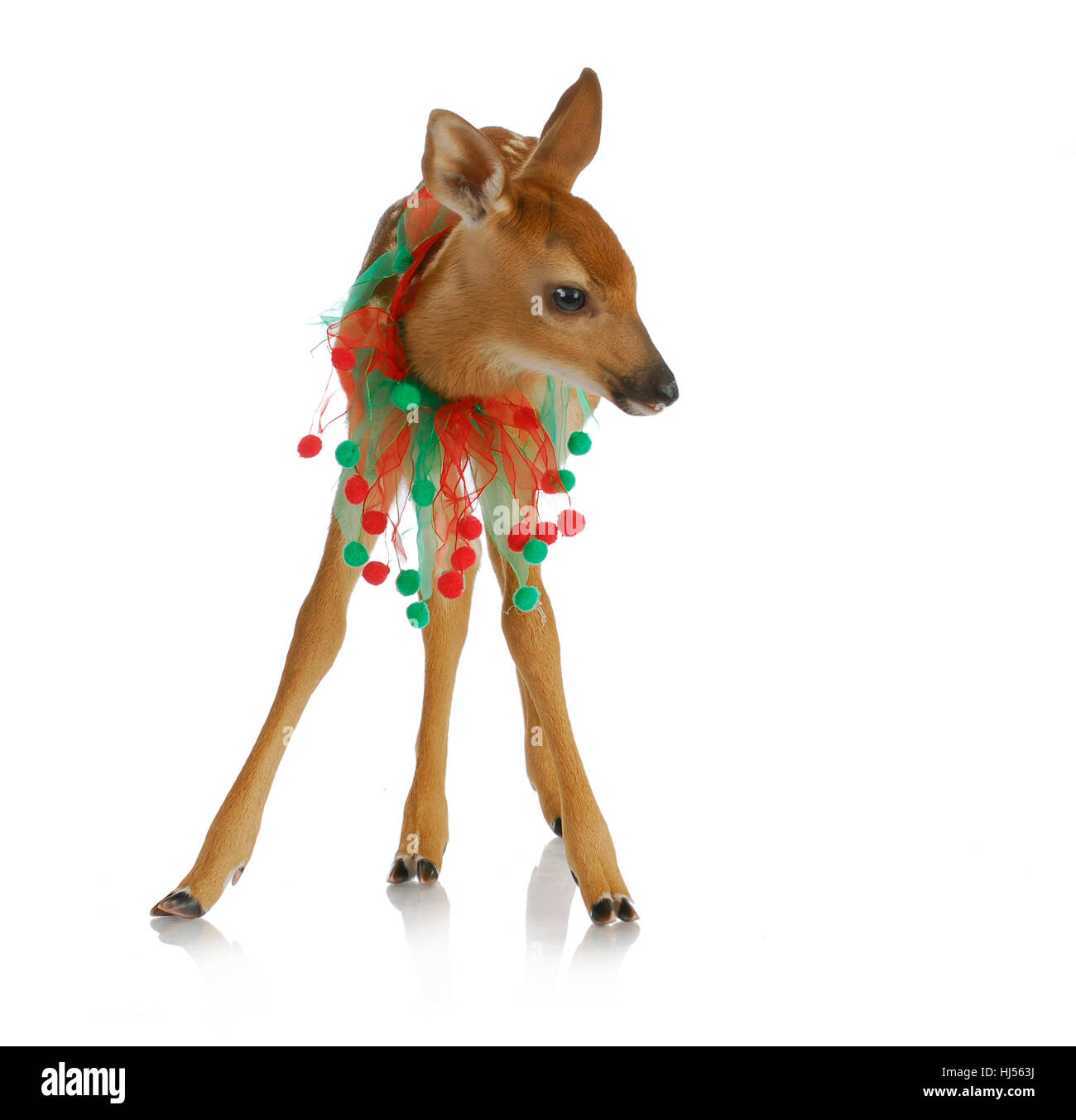 Red ribbon around neck hi-res stock photography and images - Alamy