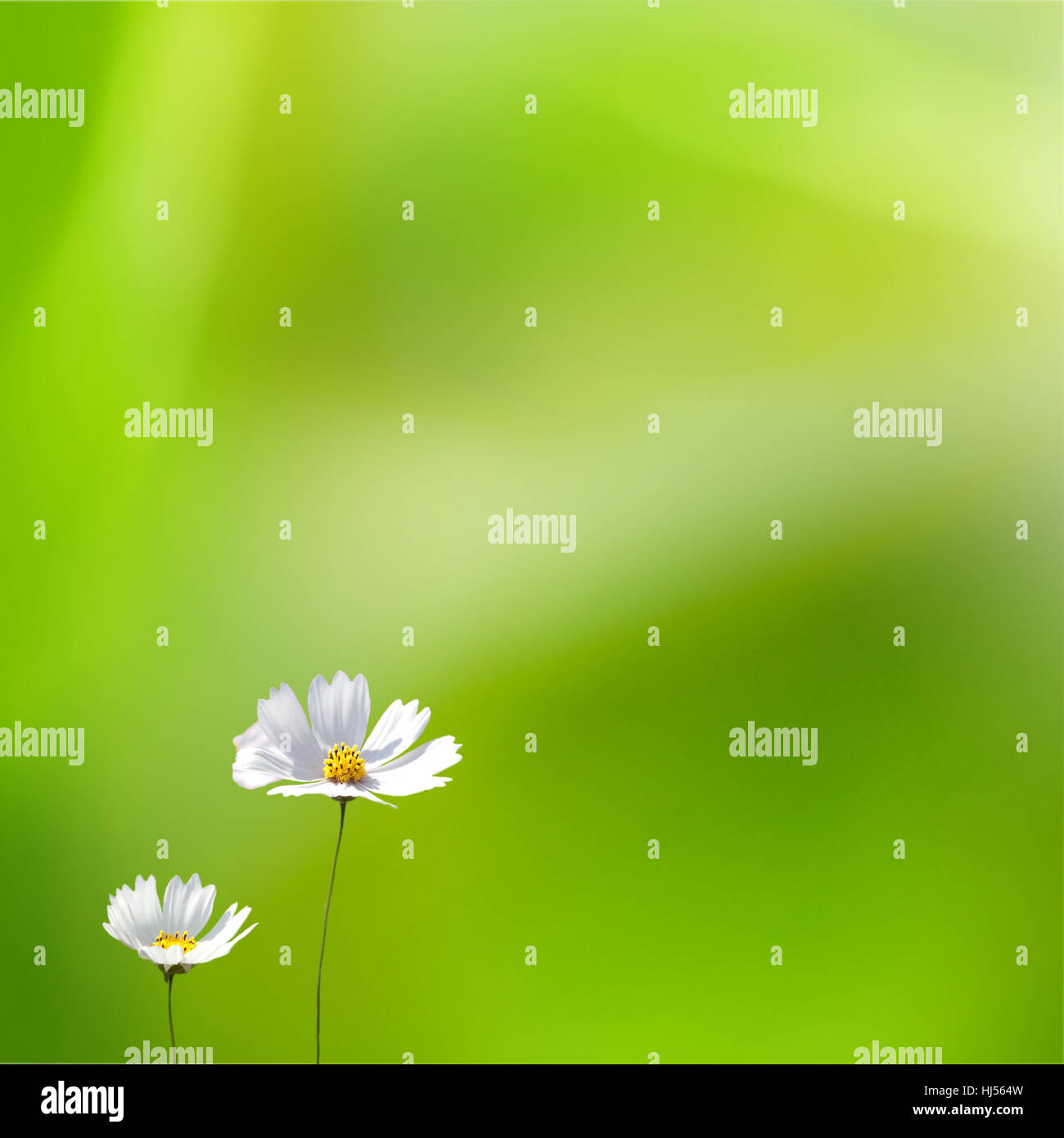 close, greeting, beautiful, beauteously, nice, art, isolated, colour ...