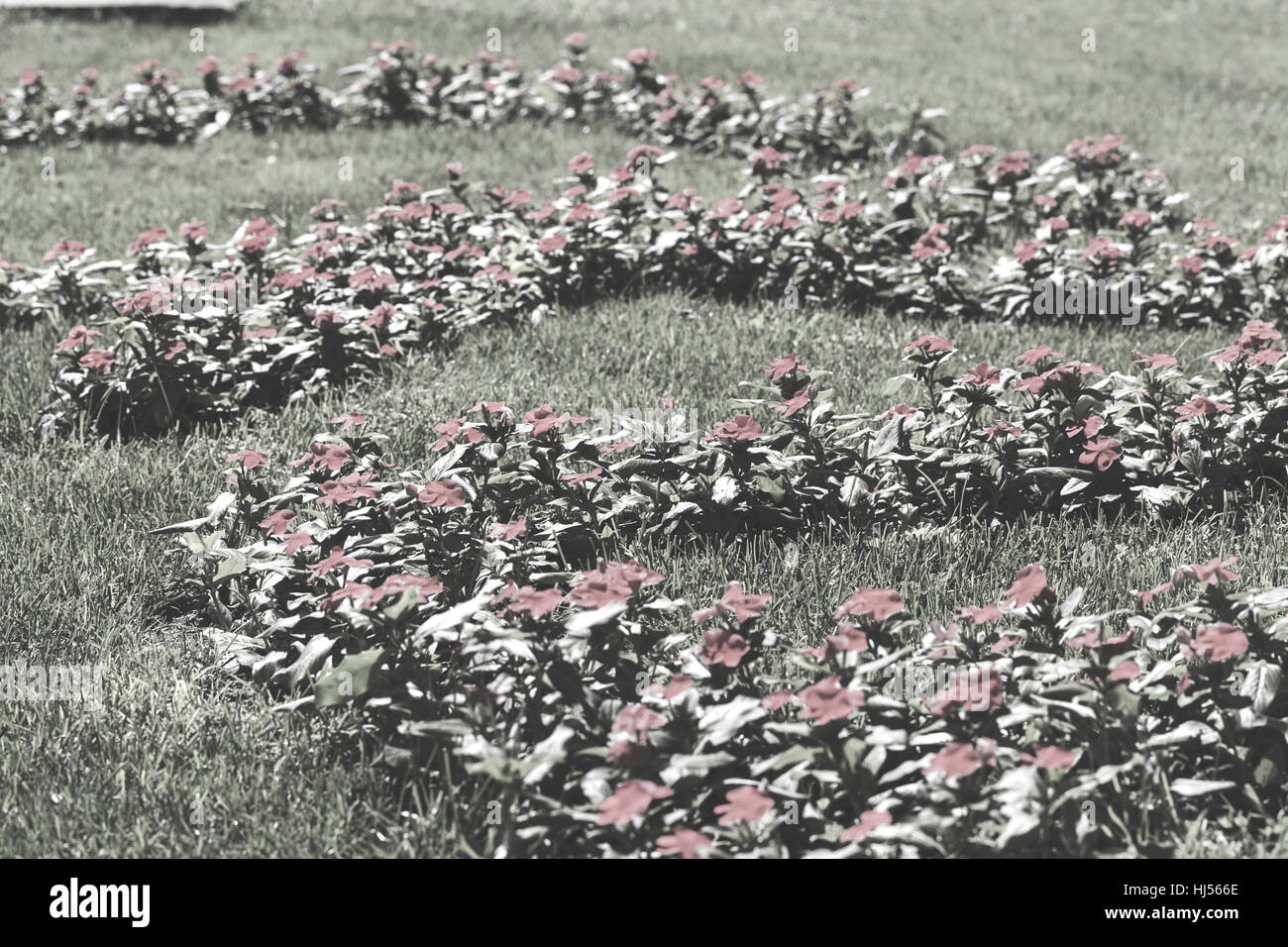 organized flowers in the park, note shallow depth of field Stock Photo ...