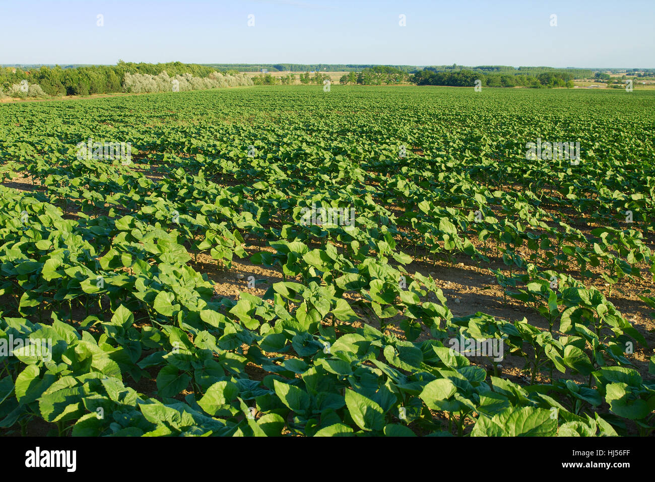blue, agricultural, environment, enviroment, ground, soil, earth, humus ...