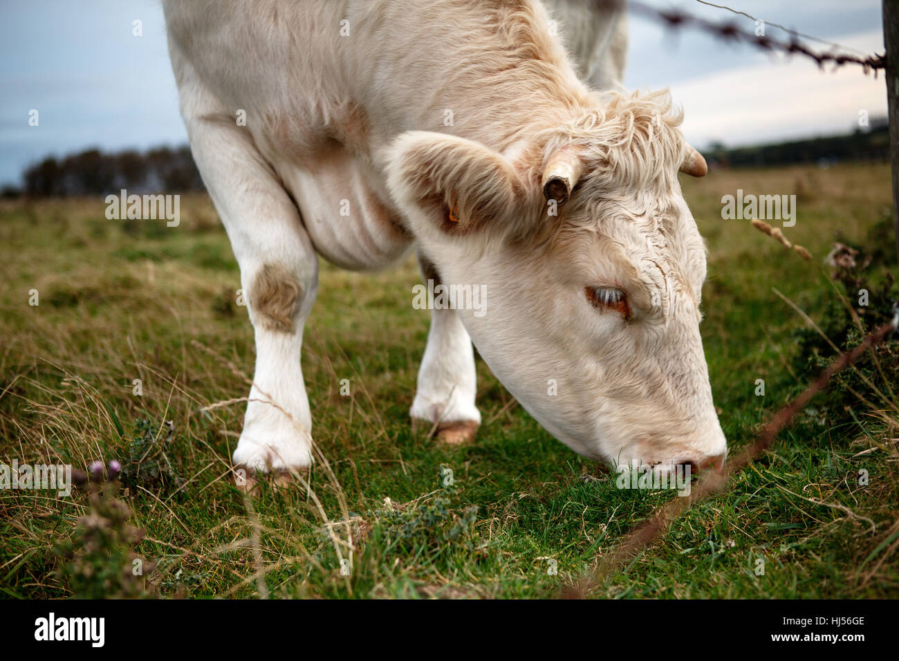 france, cow, cows, french, race, normandy, green, blank, european ...