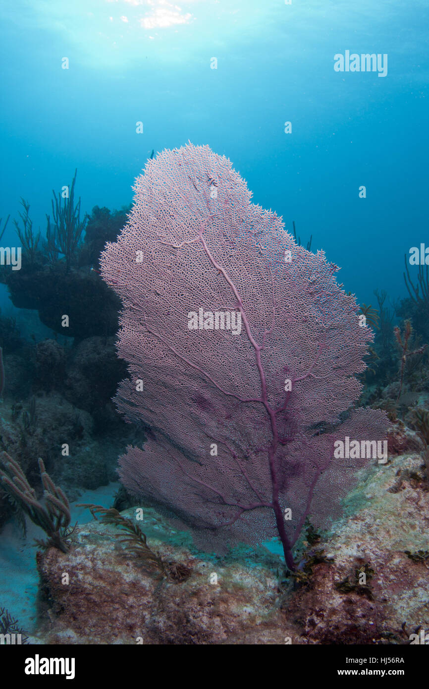 blue, fish, underwater, tropical, reef, bahamas, diving, caribbean ...