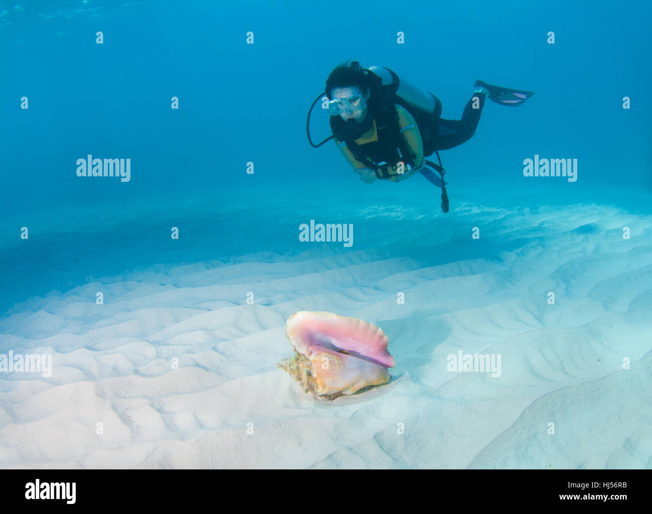 Female diver looking at a conch shell on a sandy seabed Stock Photo - Alamy
