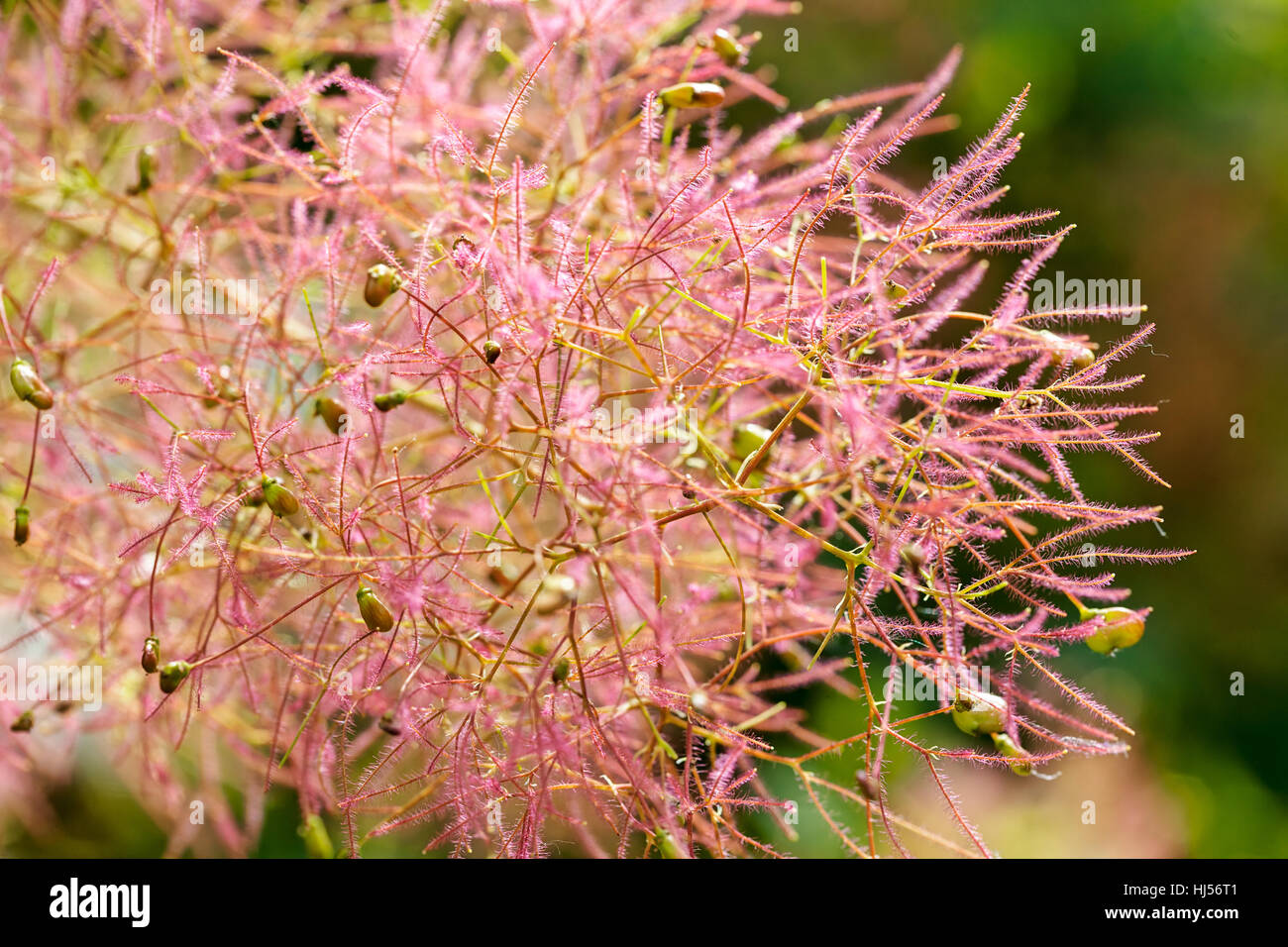 pink pampas grass with buds in nature, note shallow depth of field ...