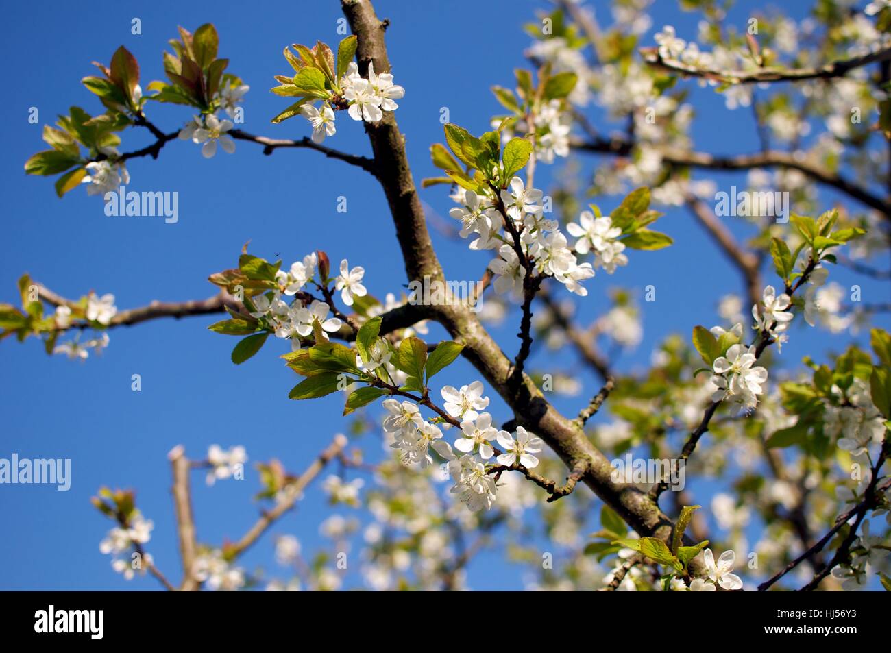 tree, bloom, blossom, flourish, flourishing, spring, branch, plum tree ...