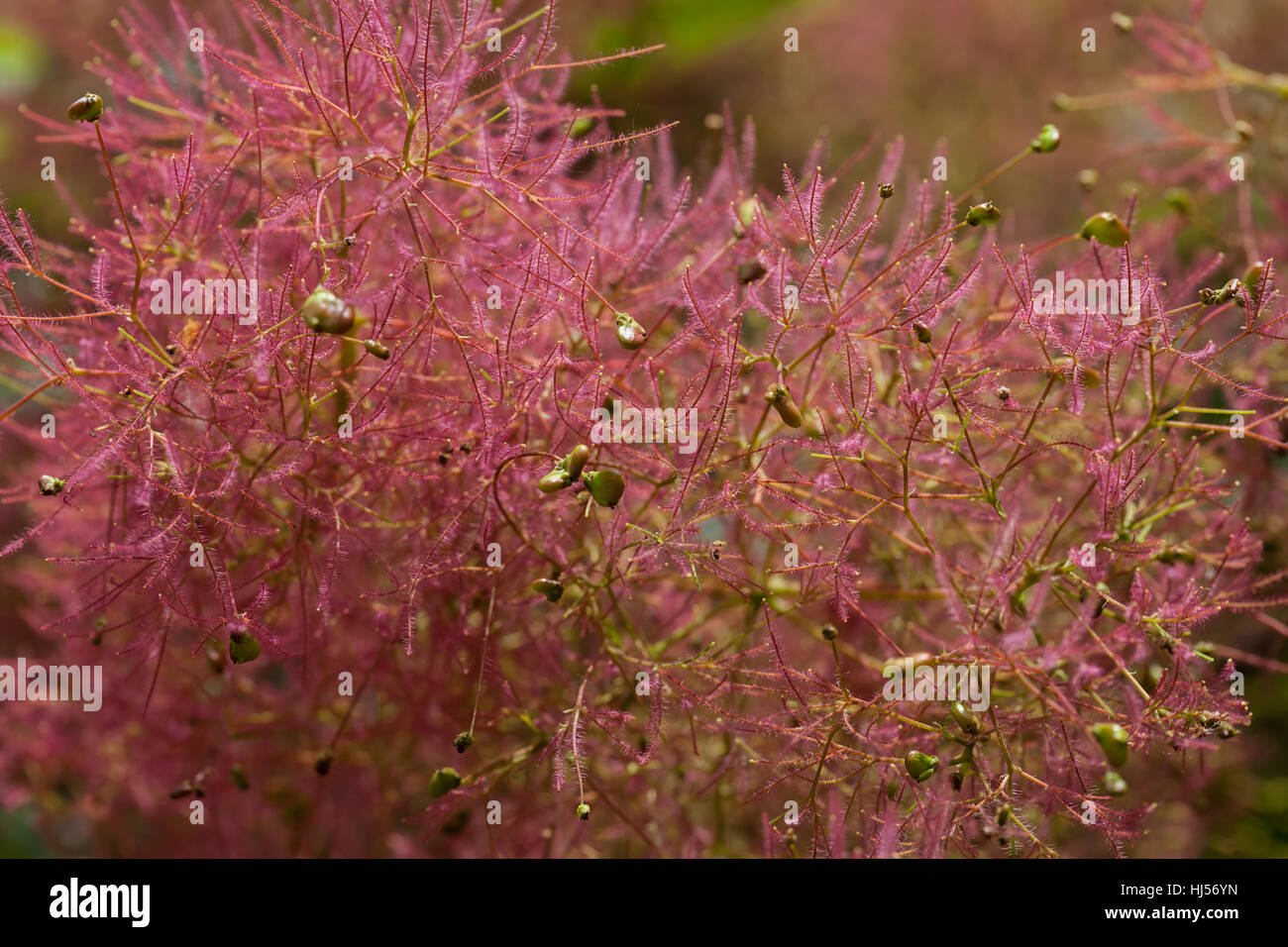 pink pampas grass with buds in nature, note shallow depth of field ...
