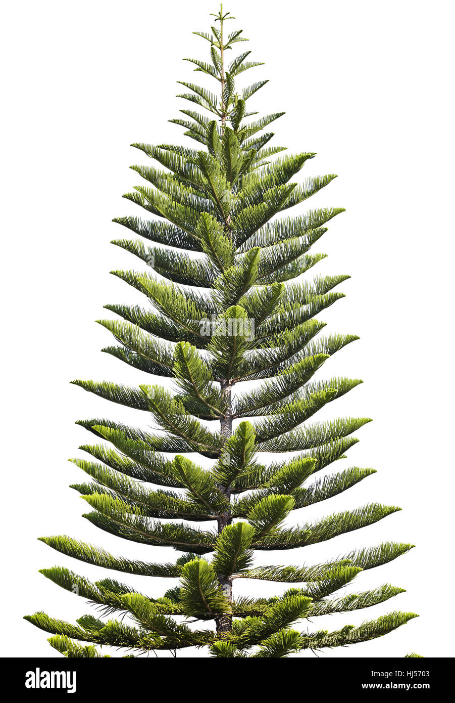 object, isolated, tree, flora, white, plant, leaf, object, objects ...