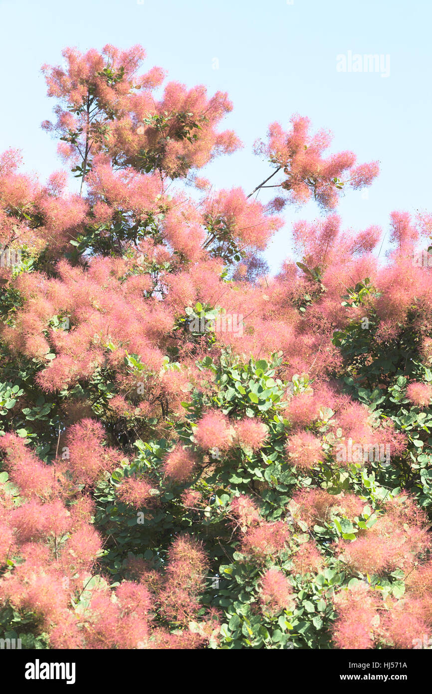 red fluffy bush in front of green tree in nature, note shallow depth of ...