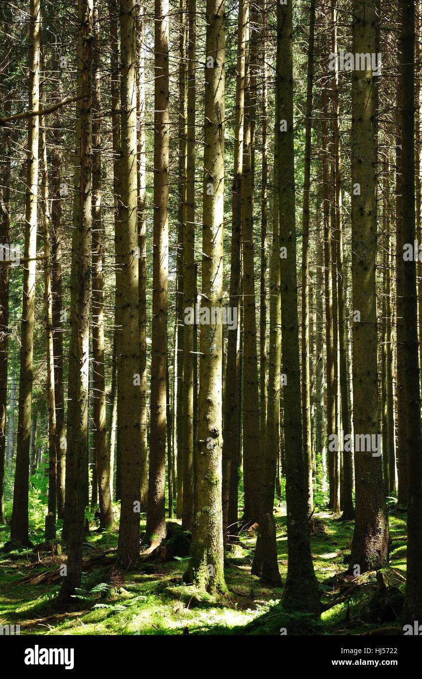 environment, enviroment, tree, black forest, forest, nature, trunk ...