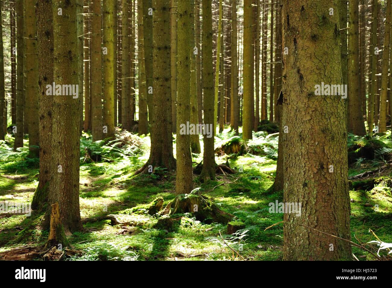 environment, enviroment, tree, black forest, forest, nature, trunk ...