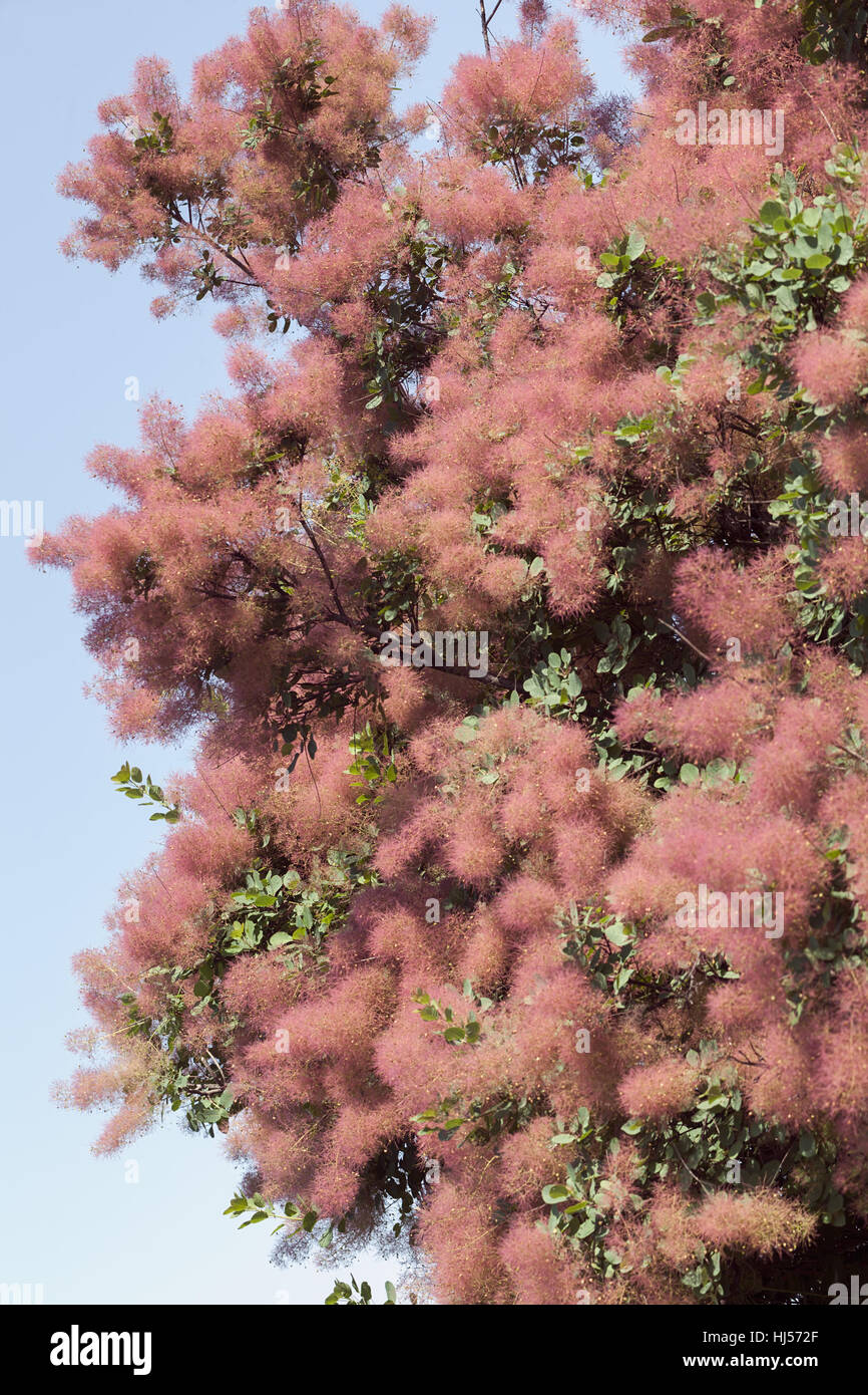 red fluffy bush in front of green tree in nature, note shallow depth of ...