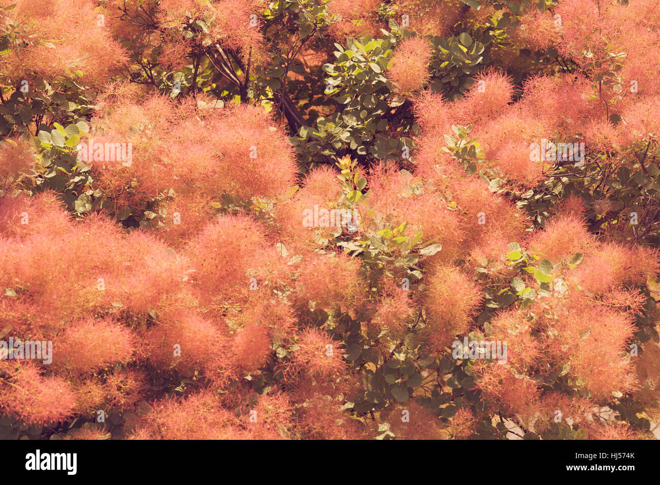 fluffy tree with pink flowers, note shallow depth of field Stock Photo ...