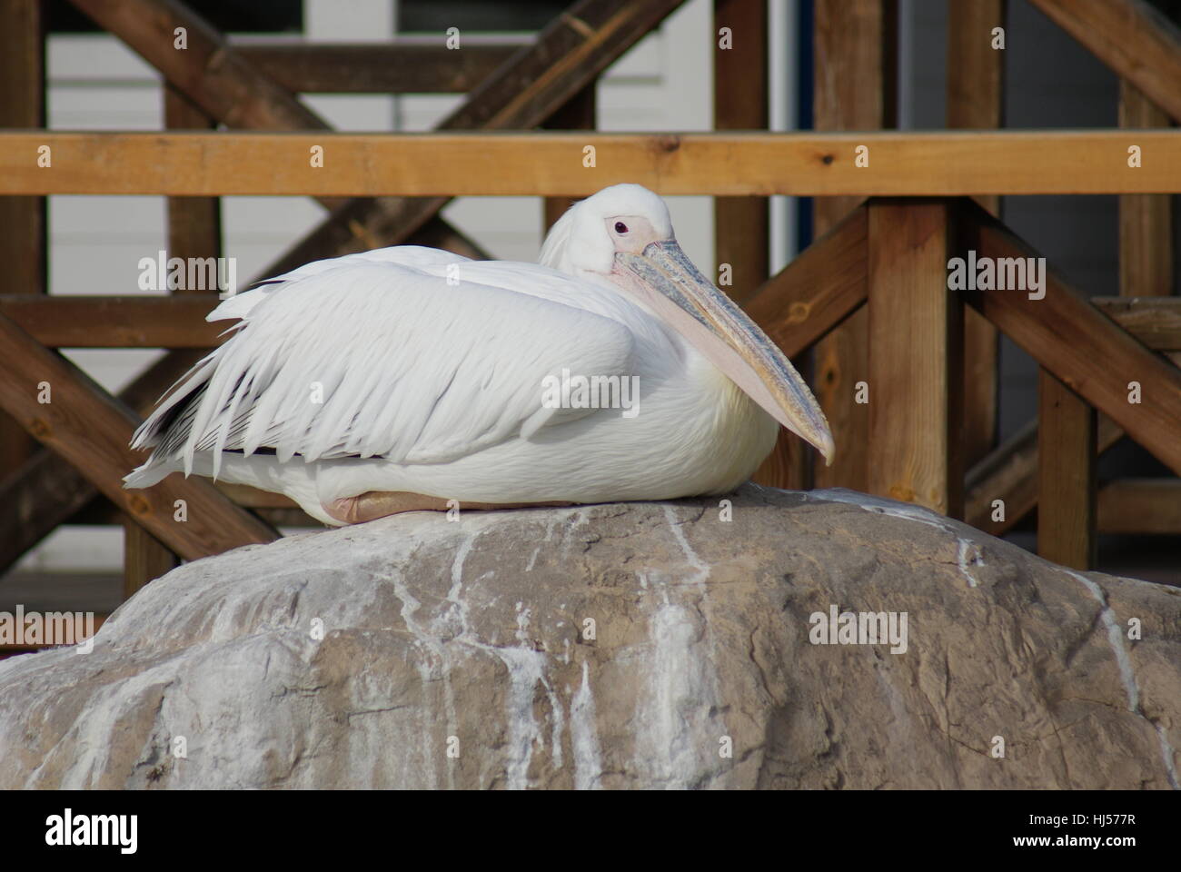 big, large, enormous, extreme, powerful, imposing, immense, relevant ...