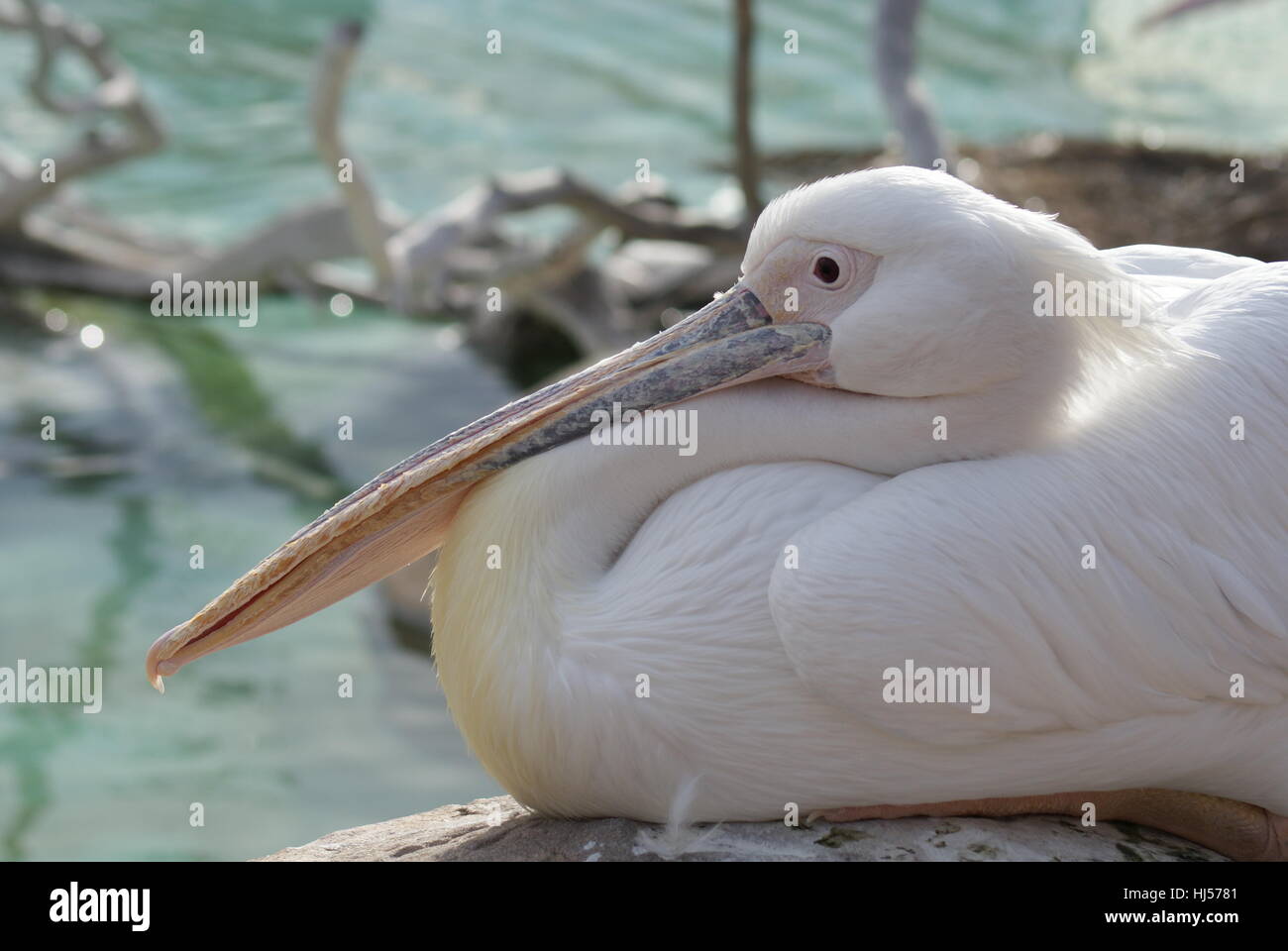 big, large, enormous, extreme, powerful, imposing, immense, relevant ...