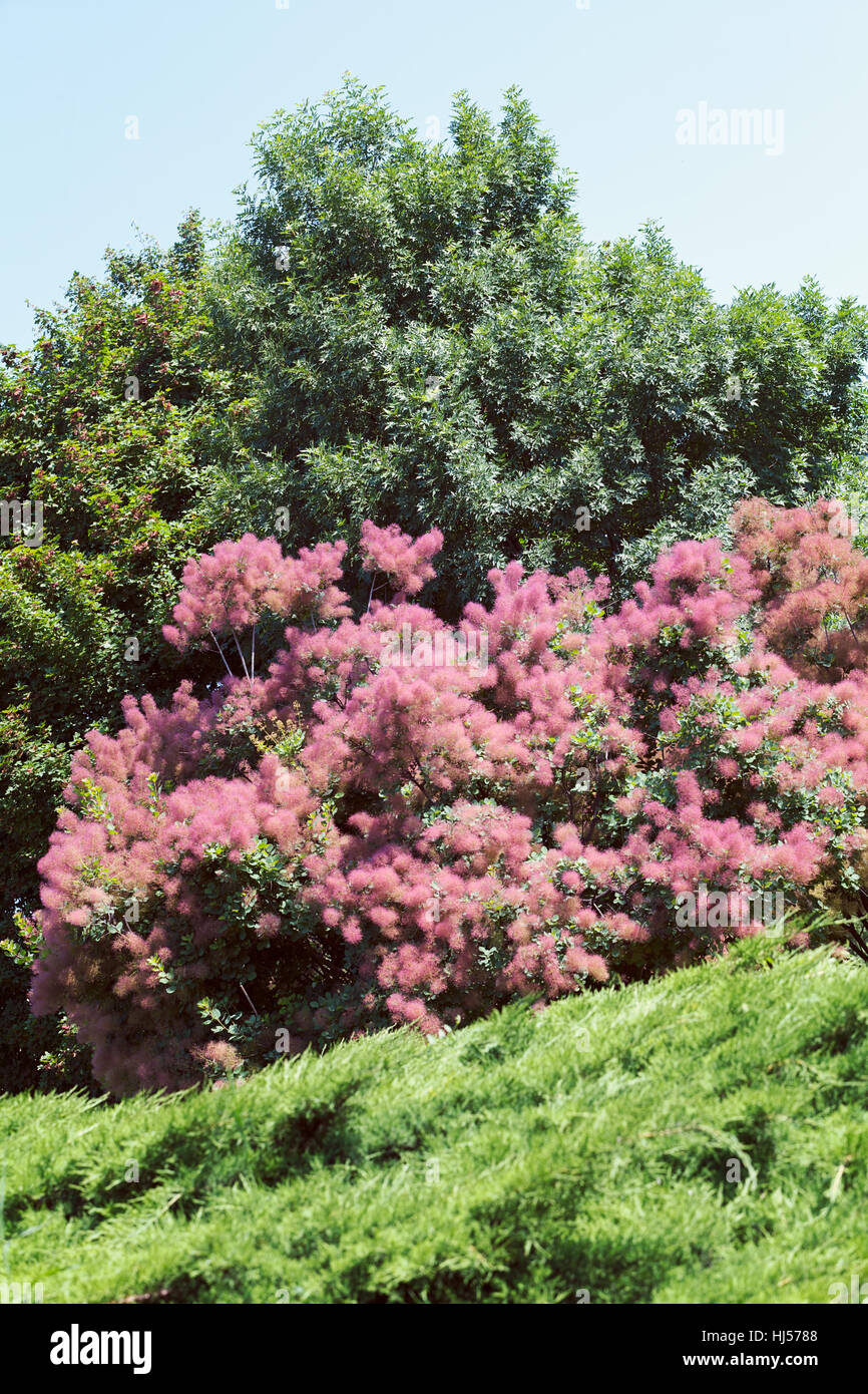 red fluffy bush in front of green tree in nature, note shallow depth of ...