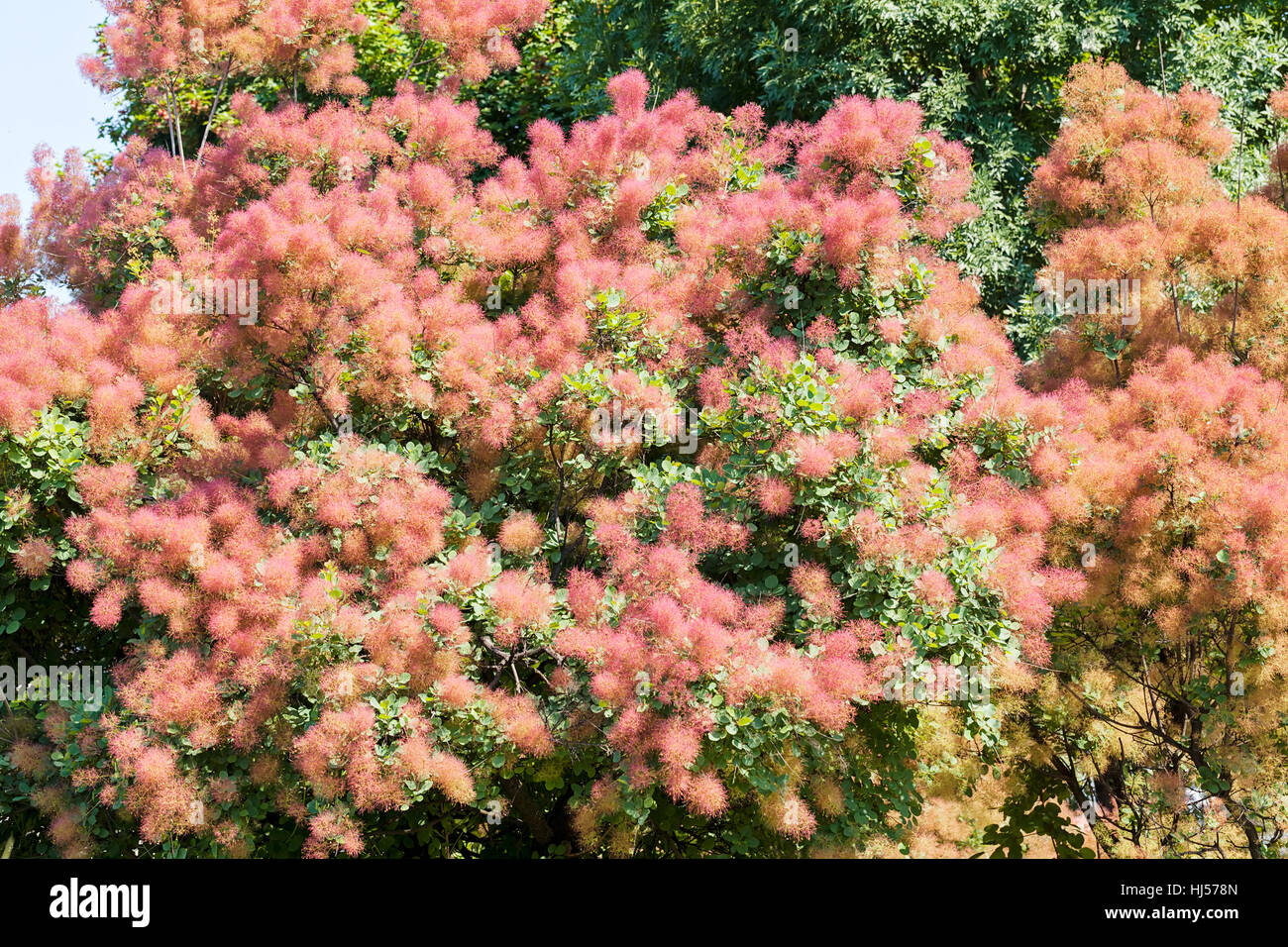fluffy tree with pink flowers, note shallow depth of field Stock Photo ...